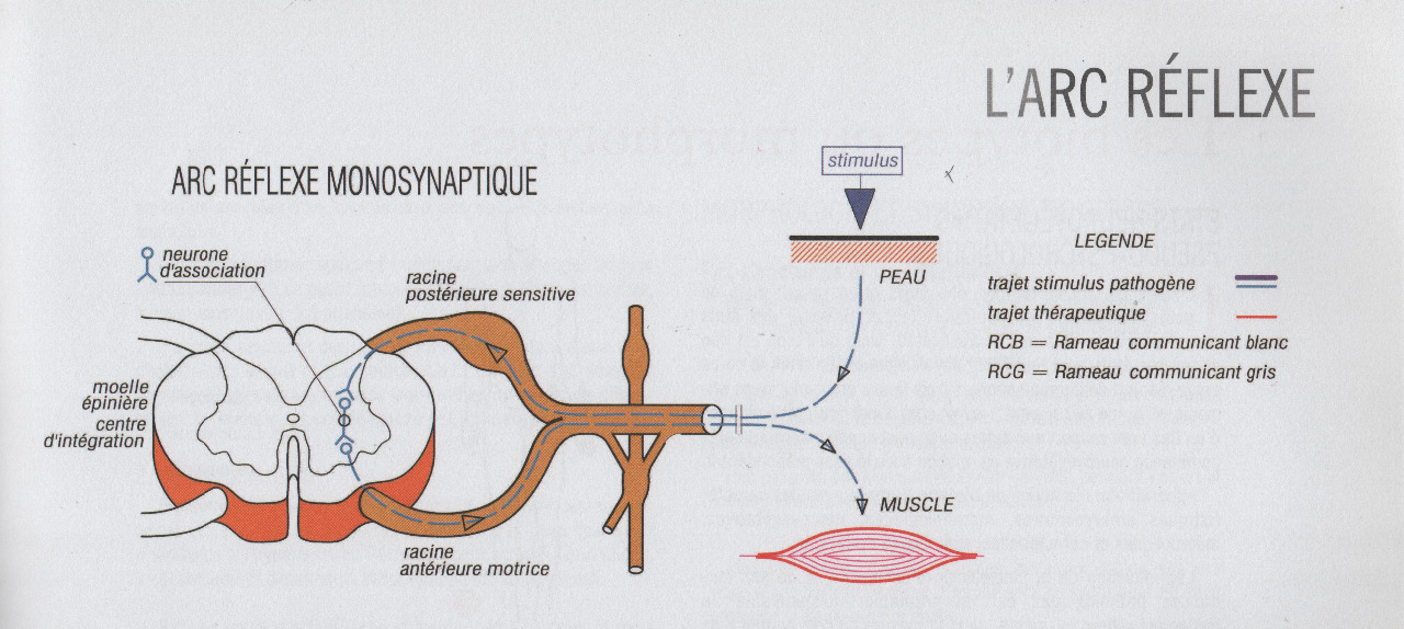 réflexologie plantaire :: Réflexothérapeute Saintes Cognac